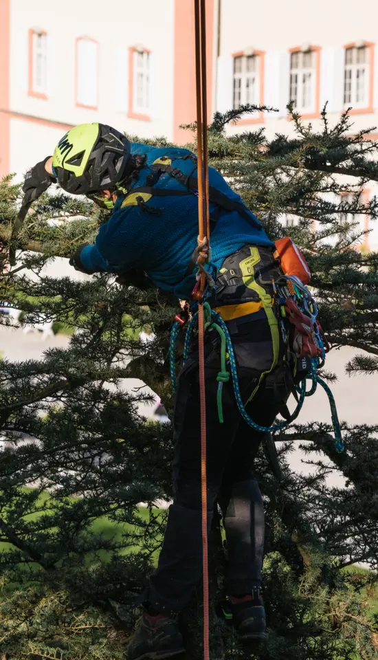 TREEREX TRIPLE LOCK | tree-care harness | EDELRID